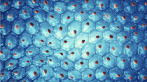 Filtration Membranes for Cell & Tissue Applications